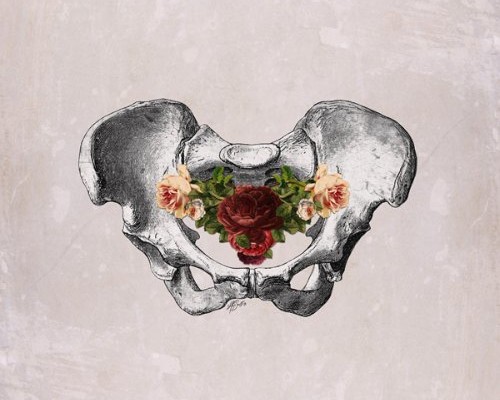 Anatomy & Roses // Pristina.org