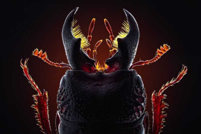 John Hallmén e seus Insetos // Pristina.org