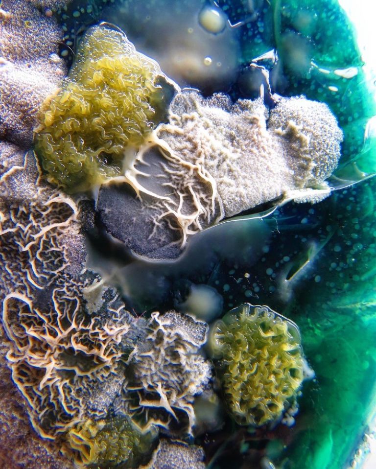 A Microbiologia cheia de cores de Dasha Plesen // Pristina.org